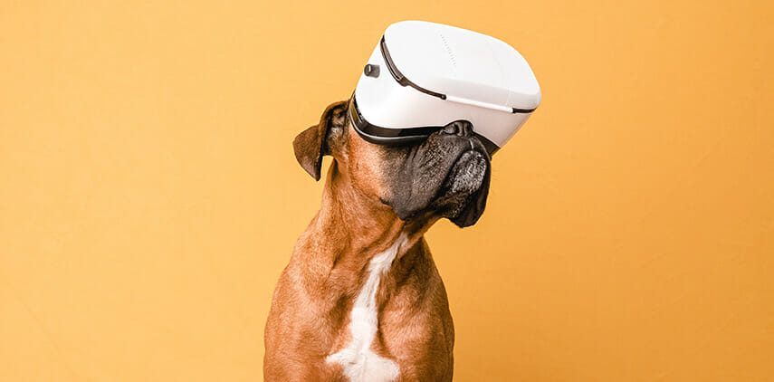 The Best Tech Gadgets for Pet Owners - mybuyingtips